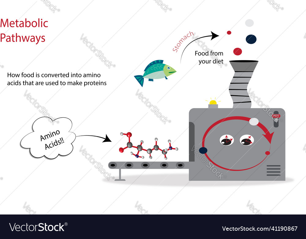 Metabolism Royalty Free Vector Image - VectorStock