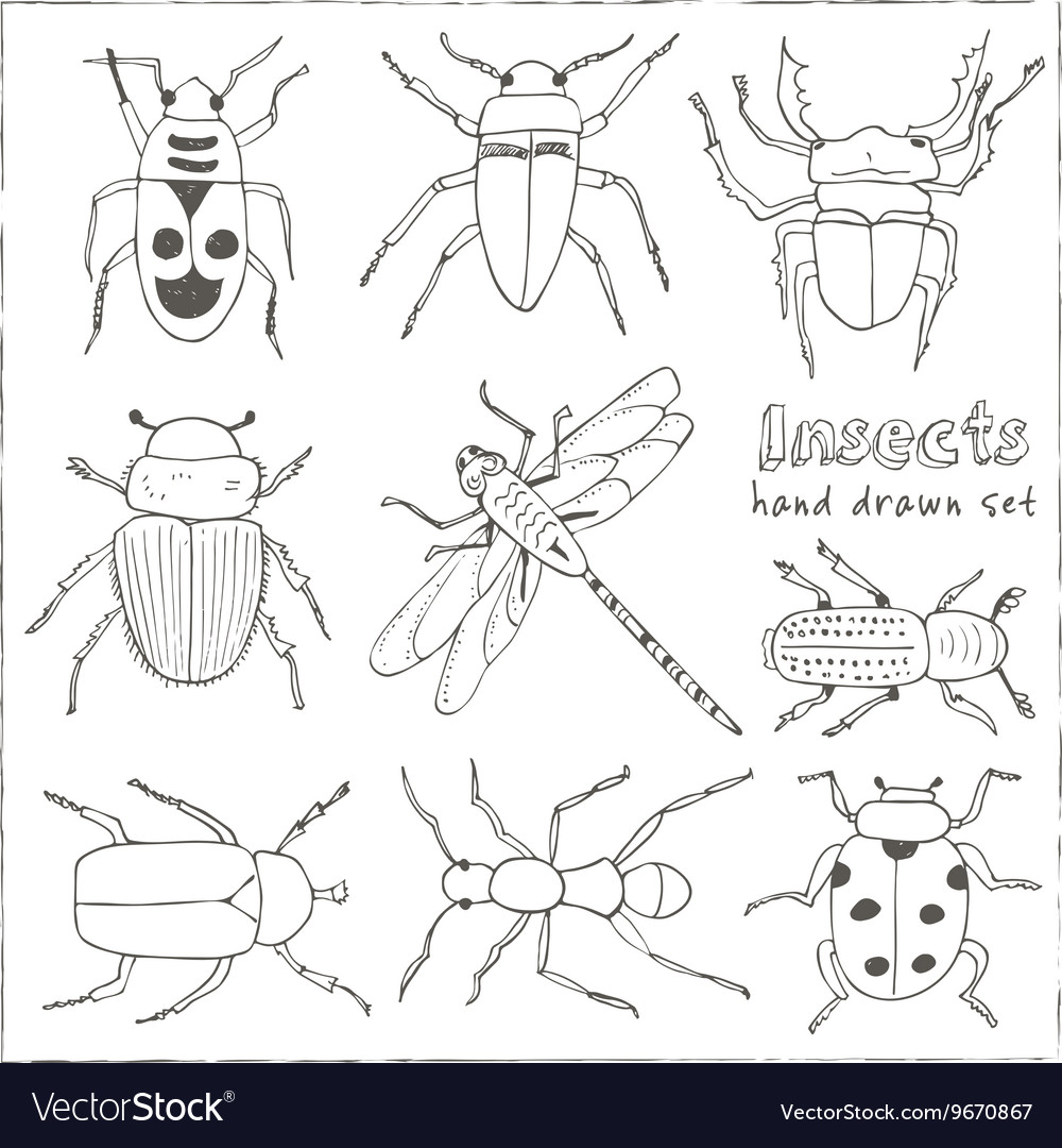 Set of doodle sketch bugs and beetles Royalty Free Vector