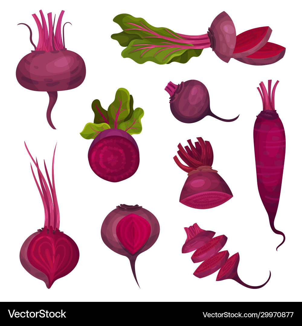 Beet root with green top leaves cut and whole Vector Image