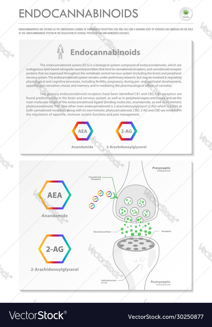 Endocannabinoids vertical business infographic Vector Image