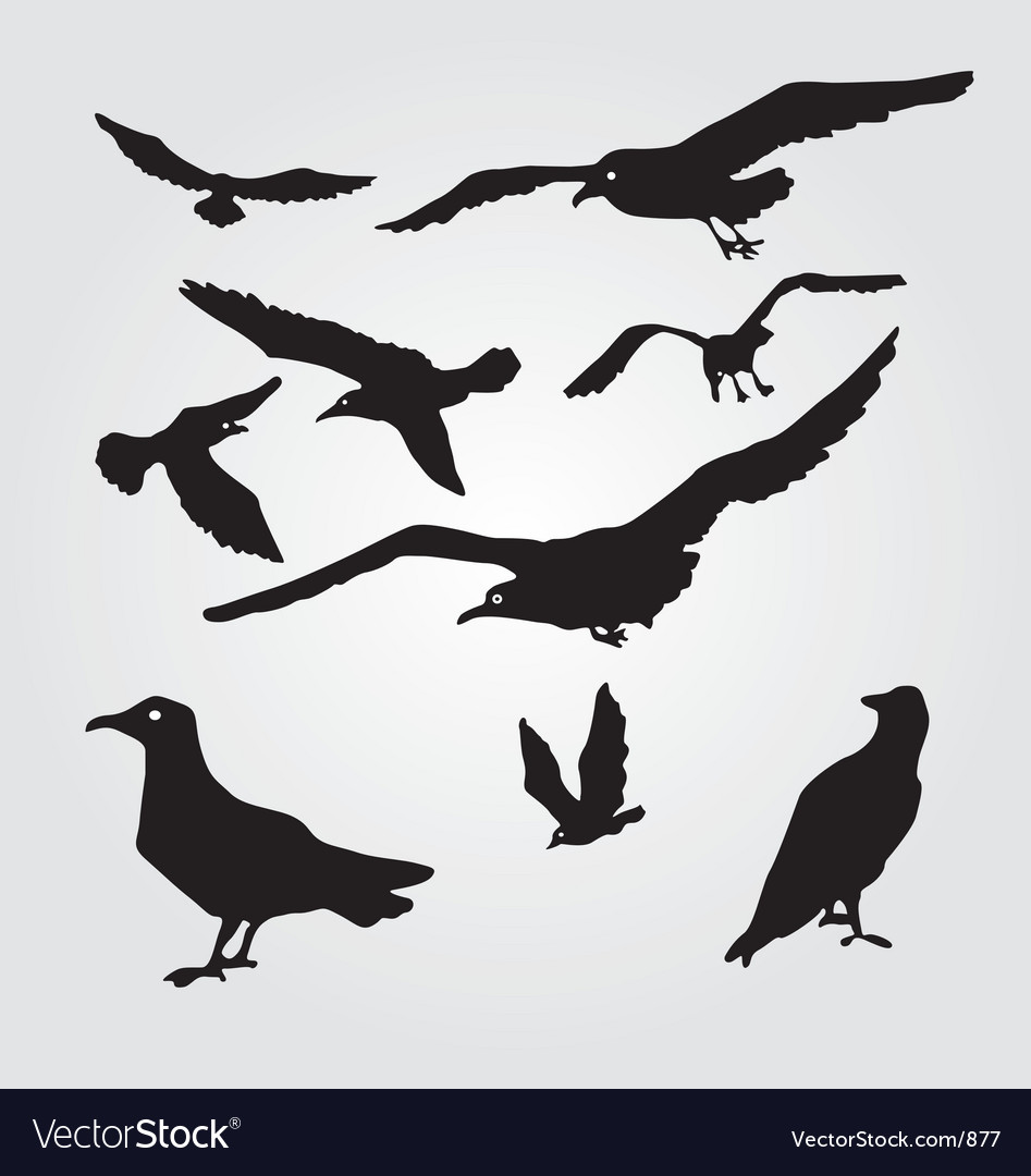 Seagulls Royalty Free Vector Image - VectorStock
