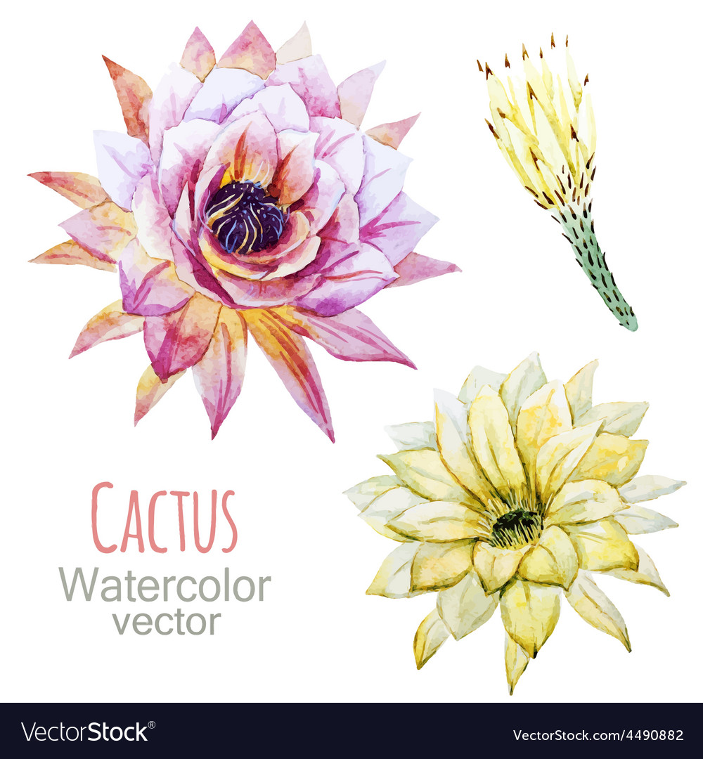 Cactus flowers Royalty Free Vector Image - VectorStock