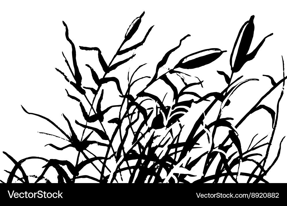 Reed Royalty Free Vector Image - VectorStock