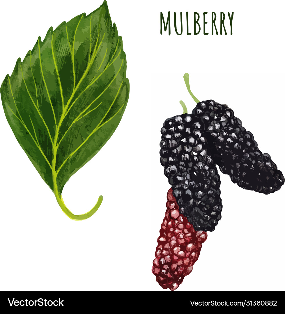 Sweet mulberries with leaf hand drawn watercolor Vector Image