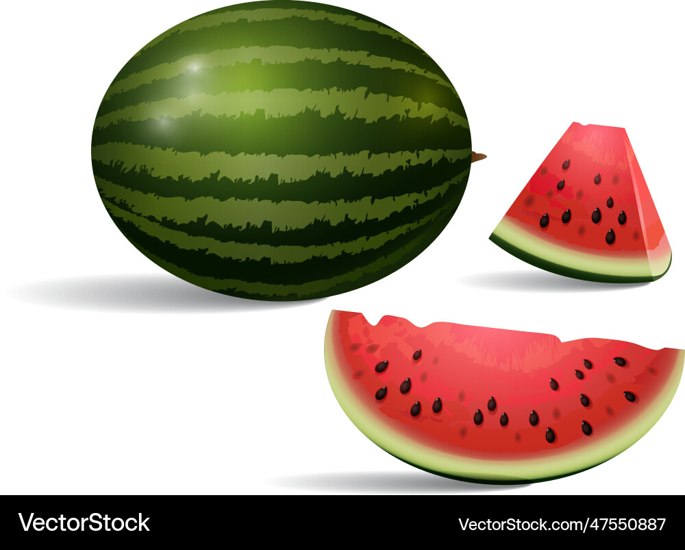 Realistic of watermelon Royalty Free Vector Image