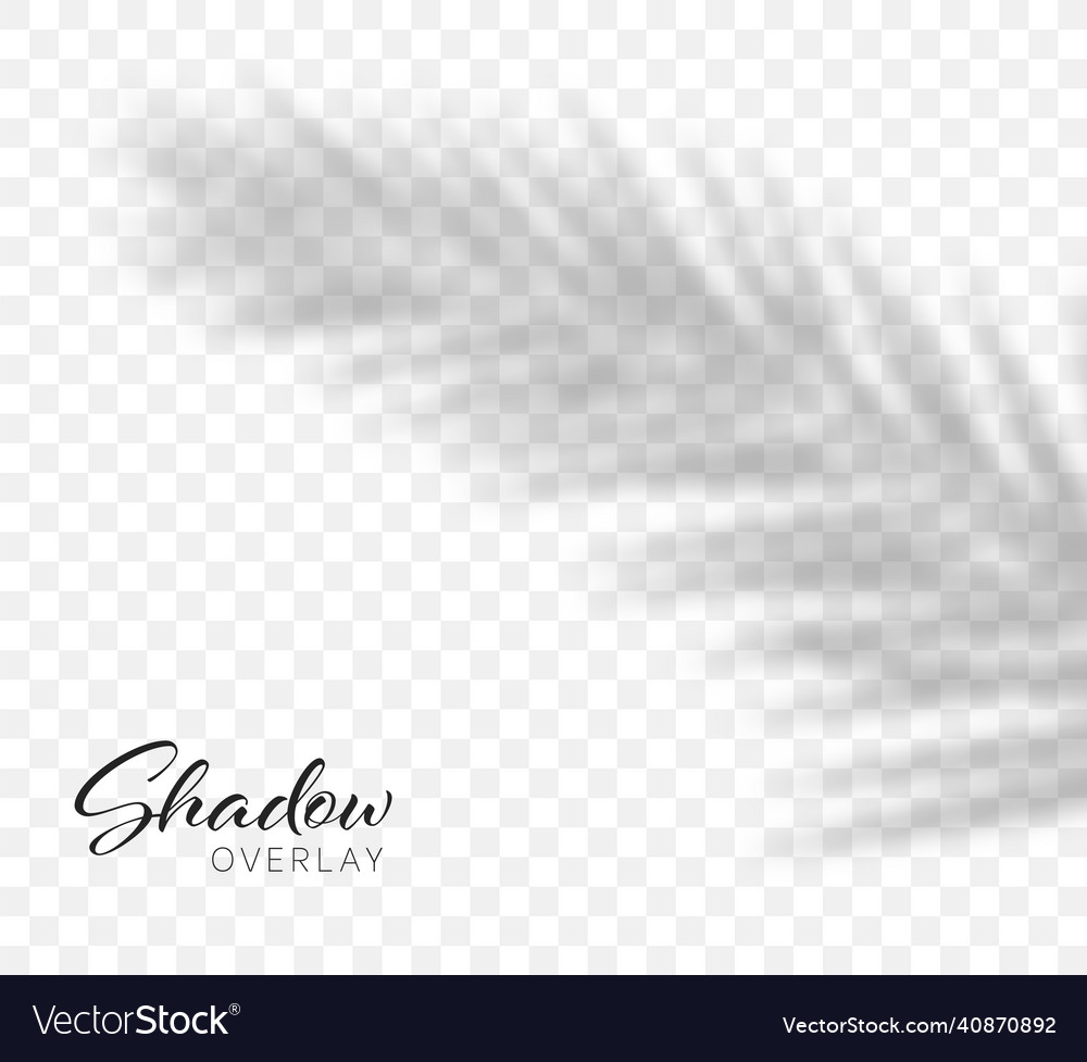 Palm leaf shadow overlay effect Royalty Free Vector Image Palm leaf shadow overlay effect Royalty Free Vector Image