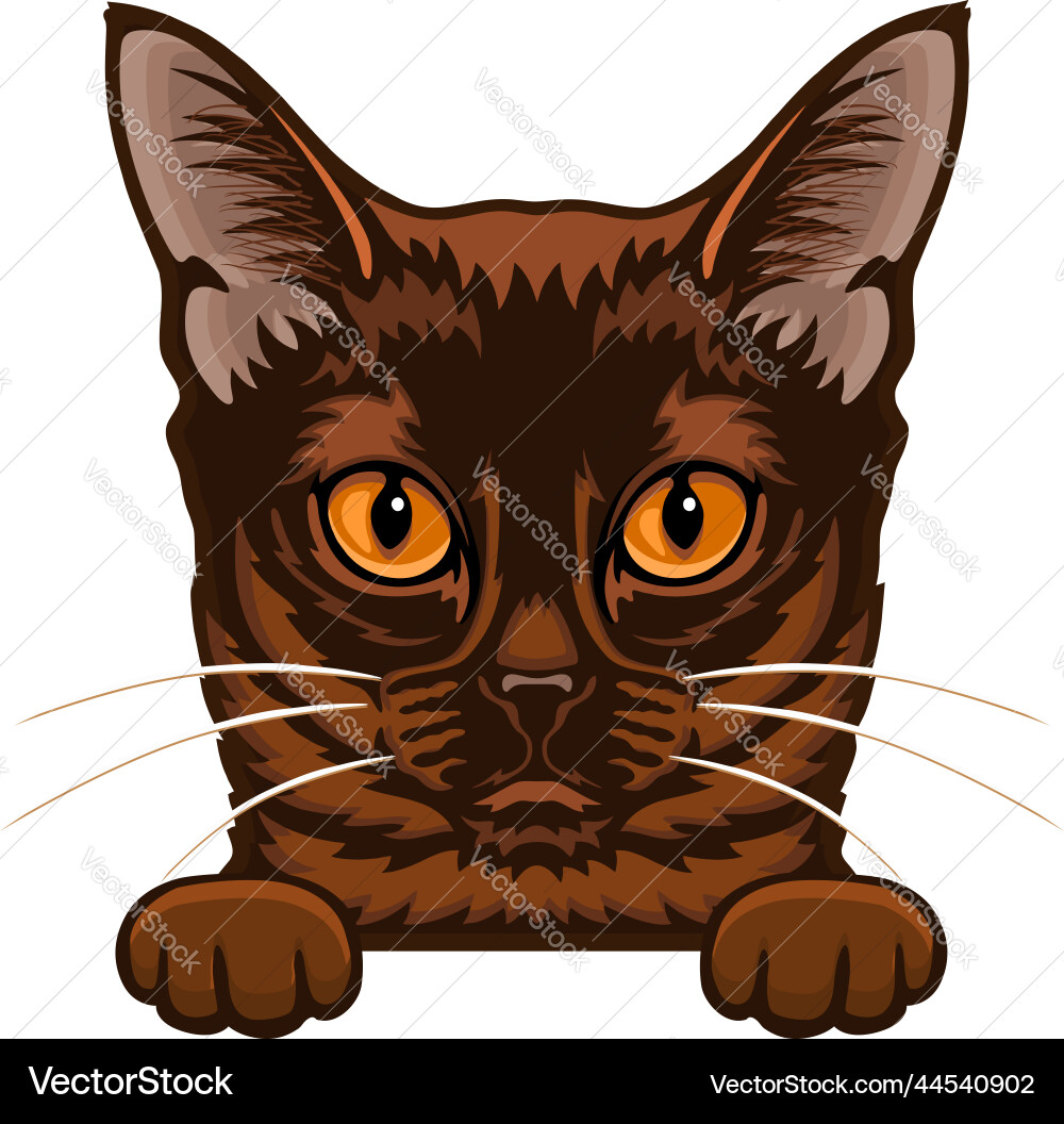 Burma cat color peeking cats breed Royalty Free Vector Image