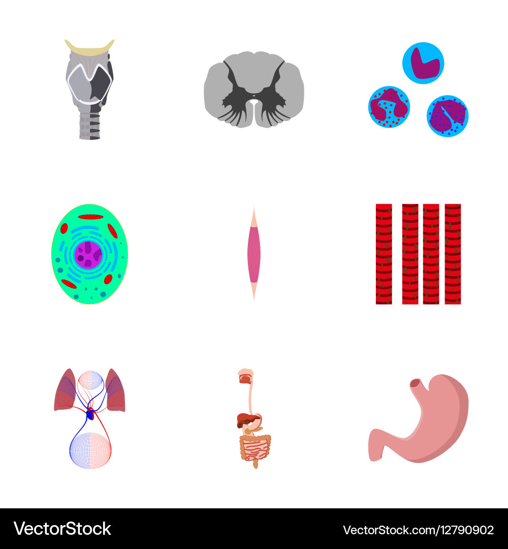 Icons set in flat style human biology Royalty Free Vector