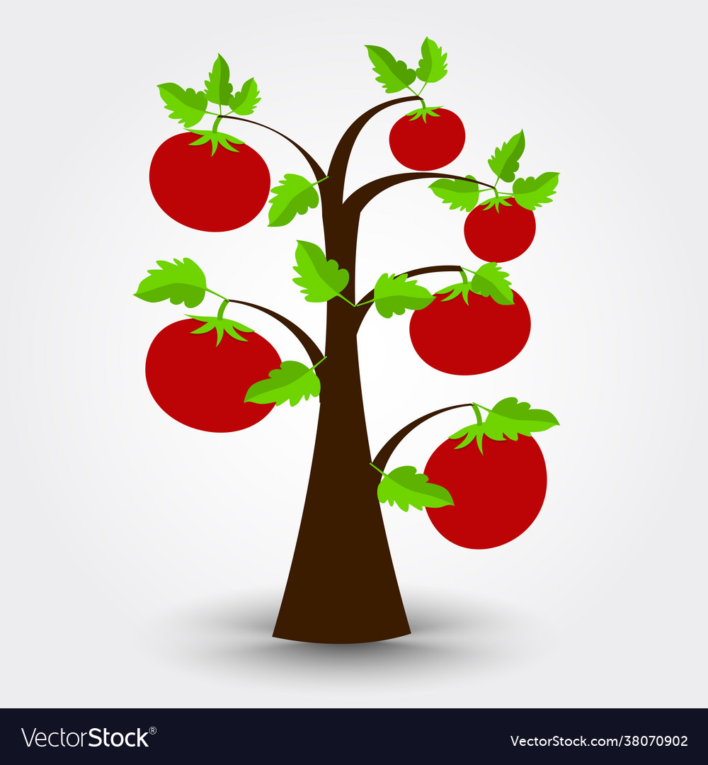 Tomato tree Royalty Free Vector Image - VectorStock