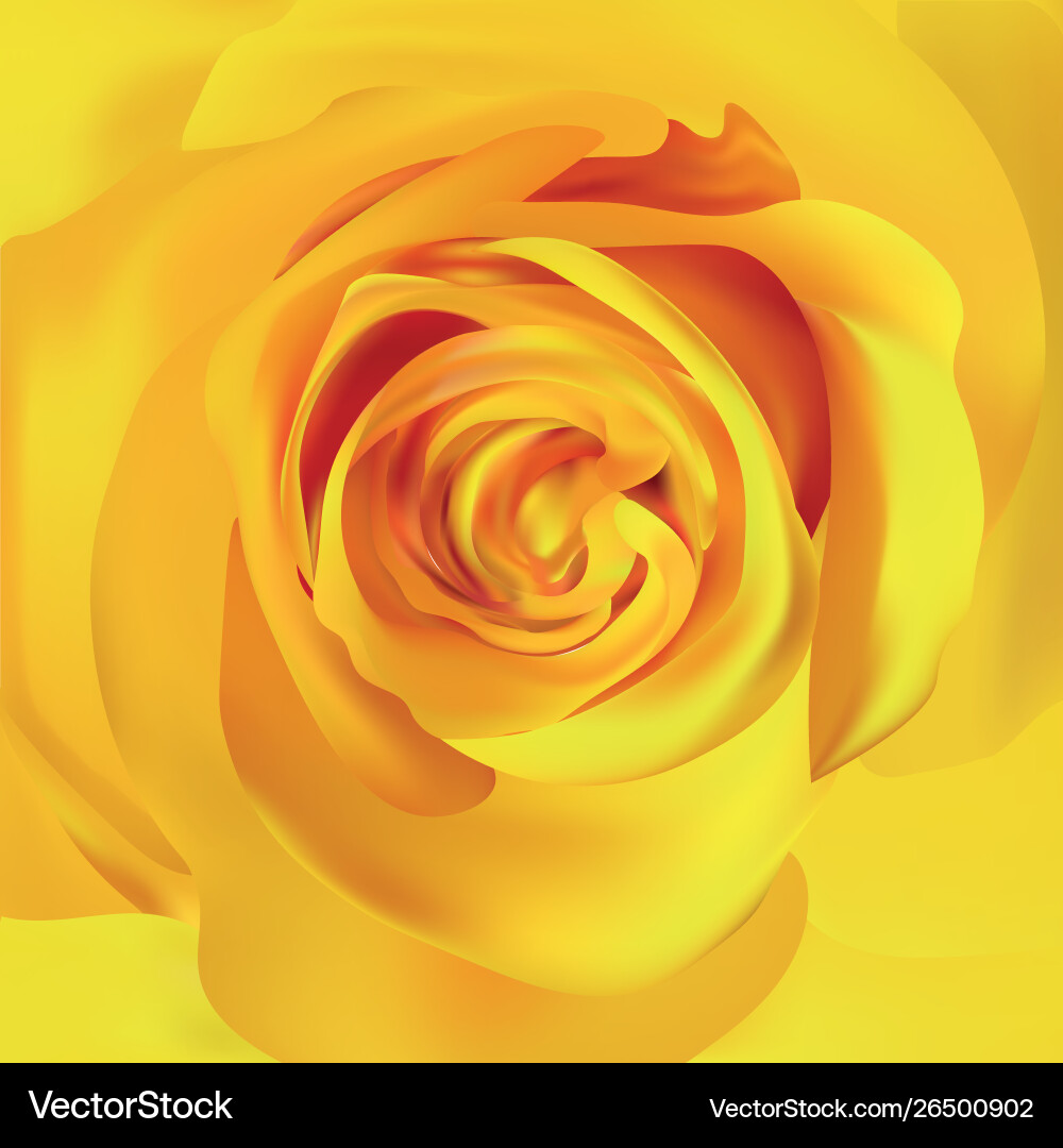 Yellow Rose Wallpaper 3d