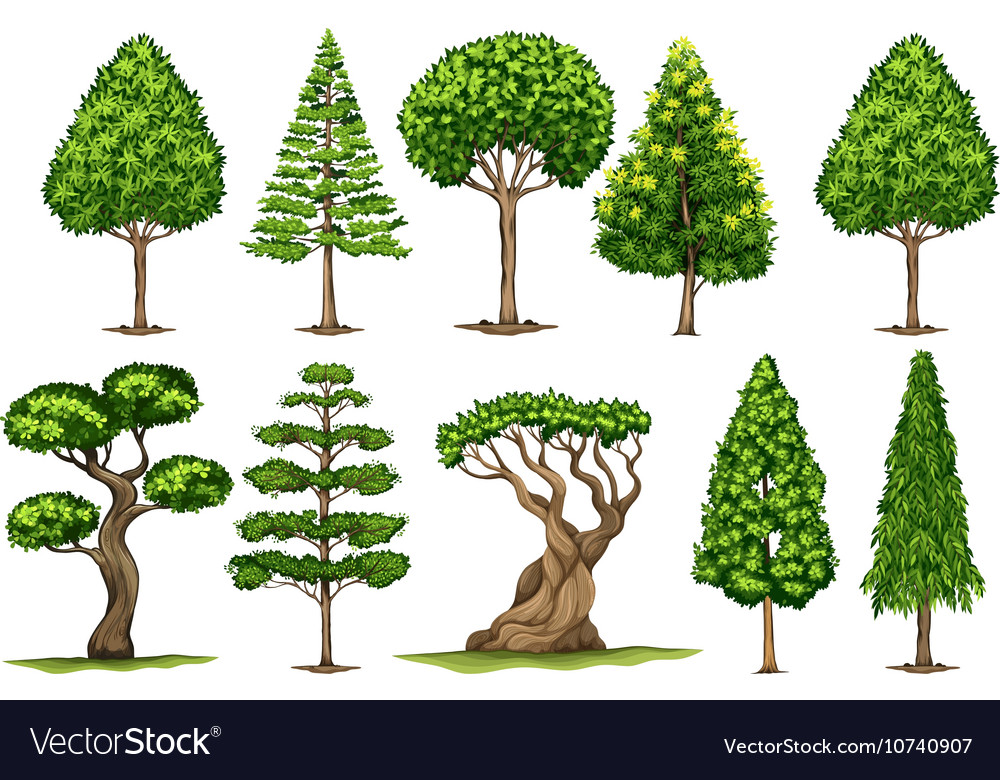 Different Types Of Trees Royalty Free Vector Image