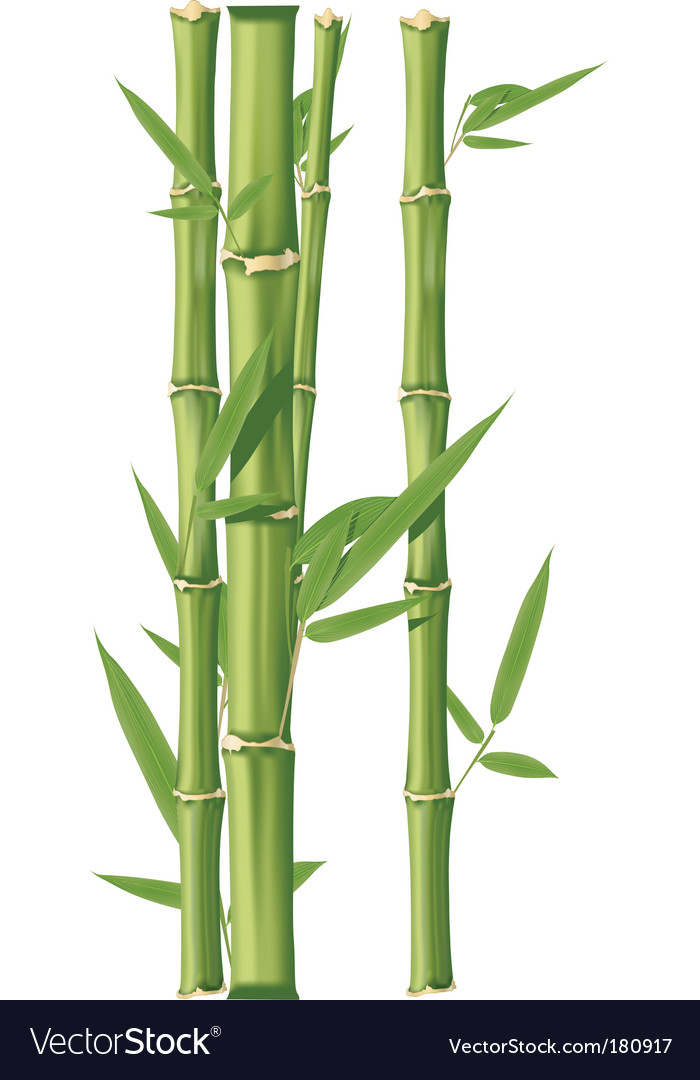 Bamboo Royalty Free Vector Image - VectorStock