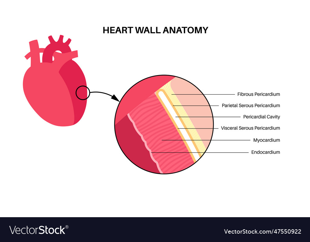 Heart wall anatomy Royalty Free Vector Image - VectorStock