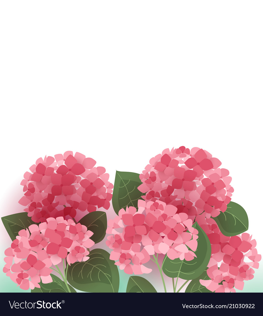 Hydrangea flower Royalty Free Vector Image - VectorStock