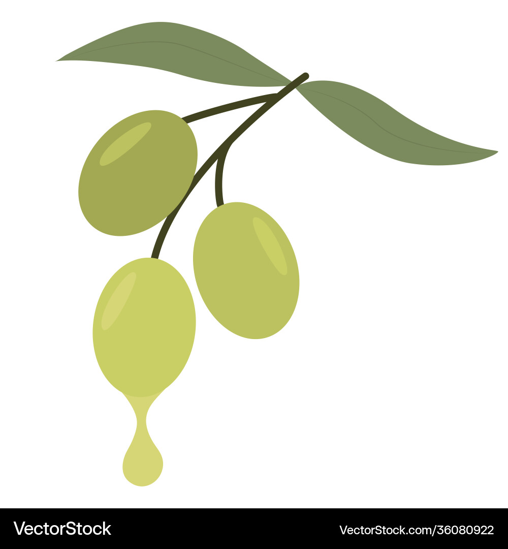 Olive branch close-up olives berries Royalty Free Vector