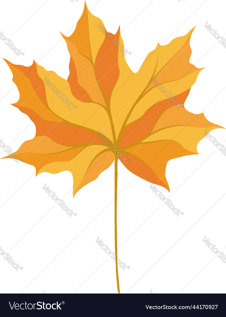 Autumn maple leaf Royalty Free Vector Image - VectorStock