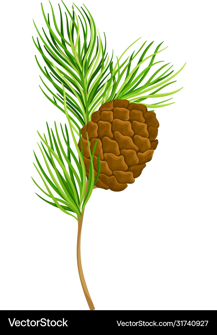 Green branch cedar with needle-like leaves Vector Image