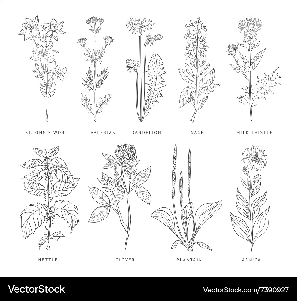 Medical Herbs Set Hannddrawn Style Royalty Free Vector Image