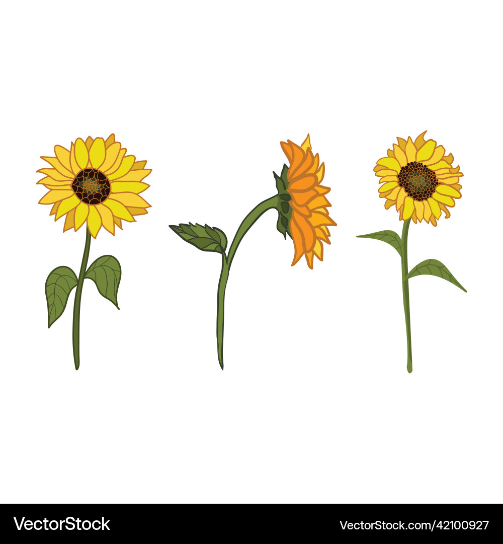 Sunflowers set clip-art design Royalty Free Vector Image