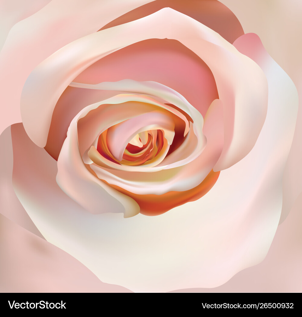 Beige rose close up 3d realistic beautiful Vector Image
