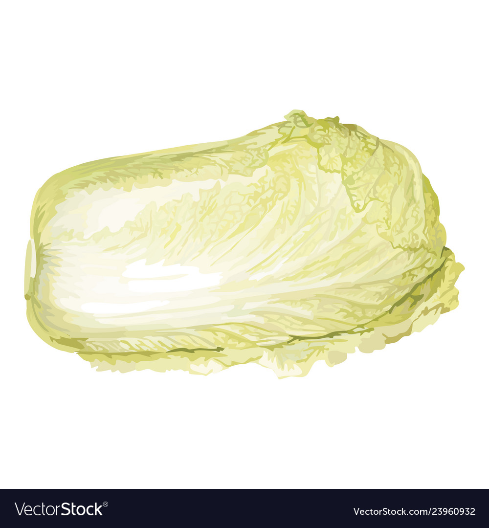 Cabbage design template Royalty Free Vector Image