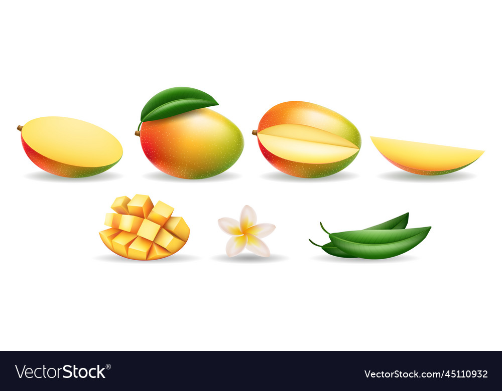 Realistic mango elements Royalty Free Vector Image