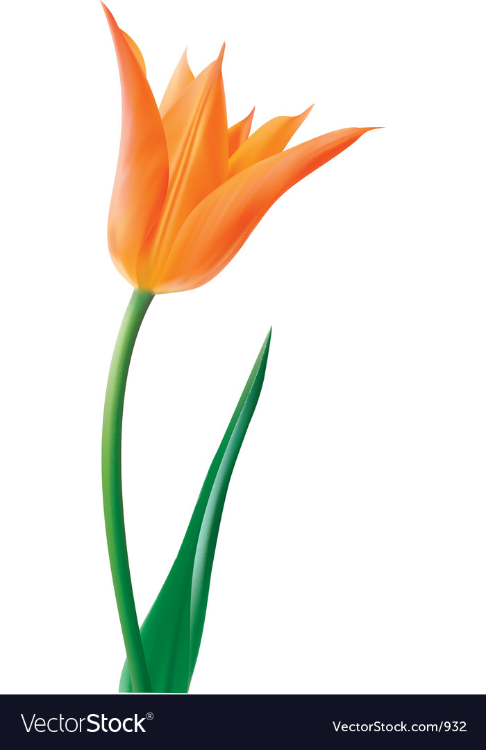 Tulip Royalty Free Vector Image - VectorStock