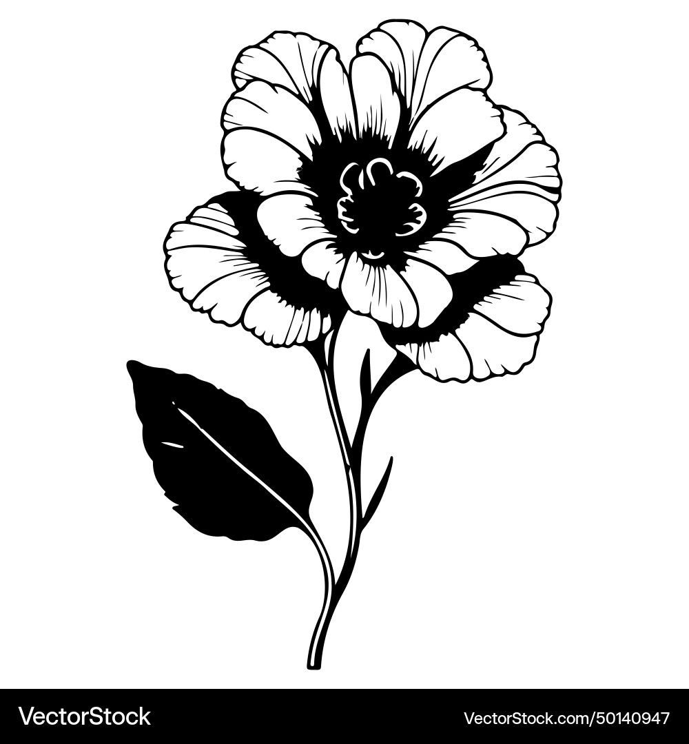 Primrose drawing flower violet sketch hand draw Vector Image