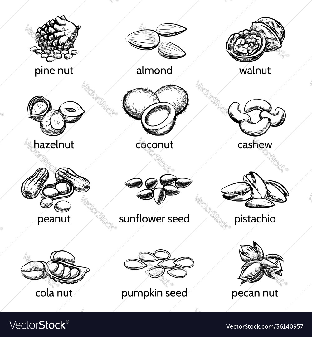 Nuts set Royalty Free Vector Image - VectorStock