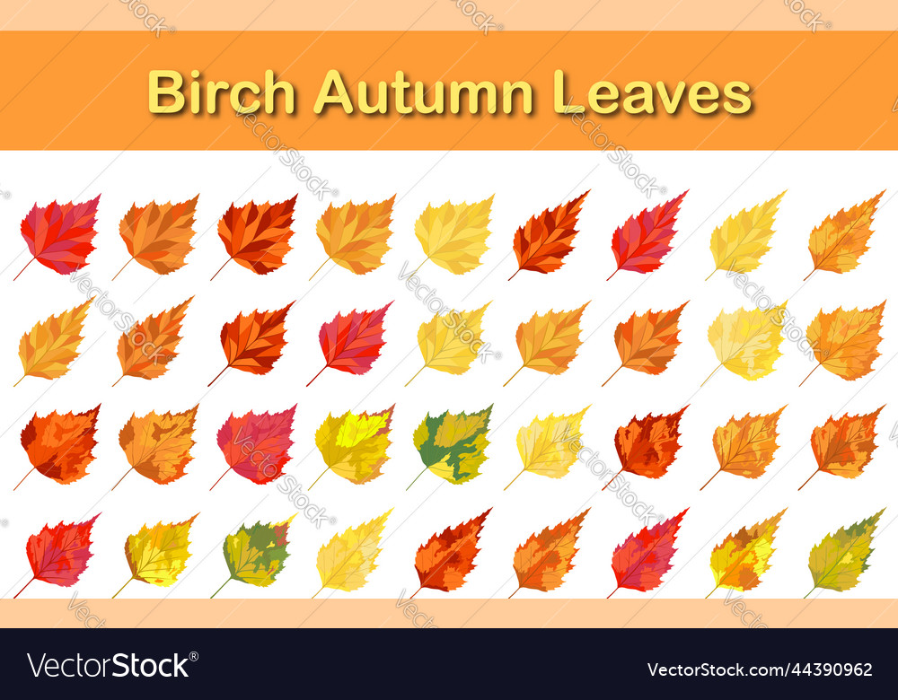 Birch tree leaf set Royalty Free Vector Image - VectorStock