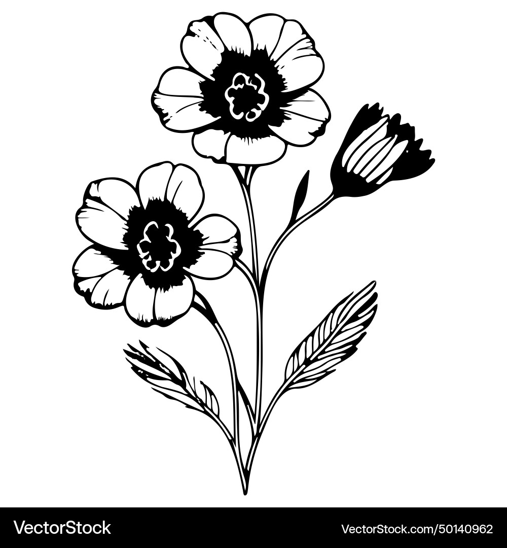 Primrose drawing flower violet sketch hand draw Vector Image