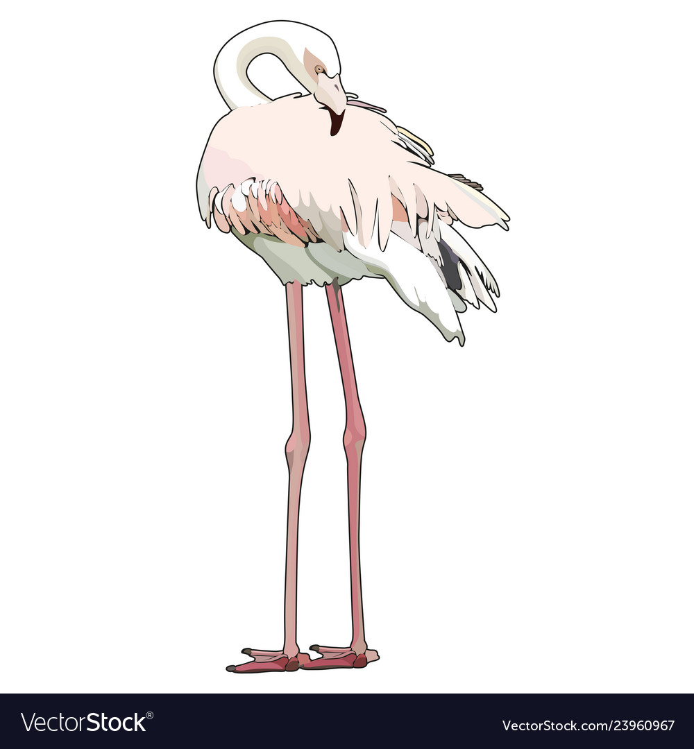 Flamingo Royalty Free Vector Image - VectorStock