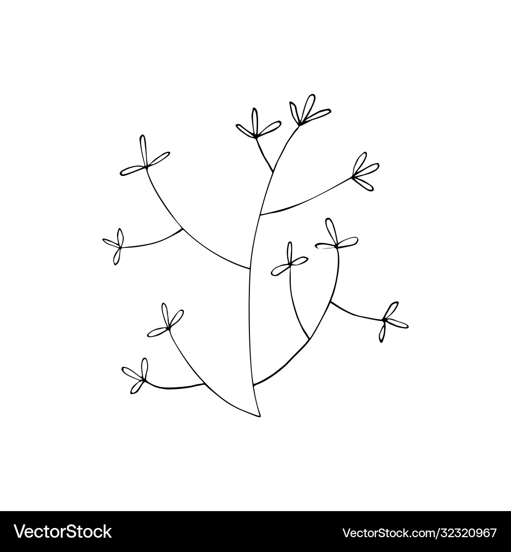Ontour engraving botany black and white line art Vector Image