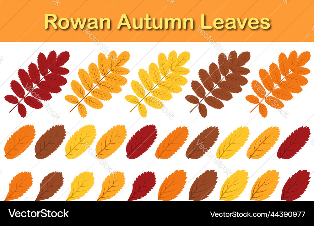 Autumn rowan leaf set Royalty Free Vector Image