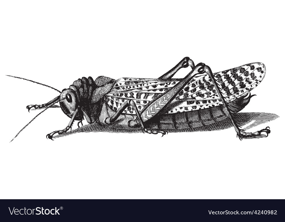 Gryllus Royalty Free Vector Image - VectorStock