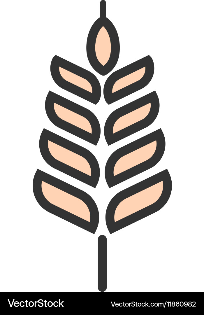 Wheat Royalty Free Vector Image - VectorStock