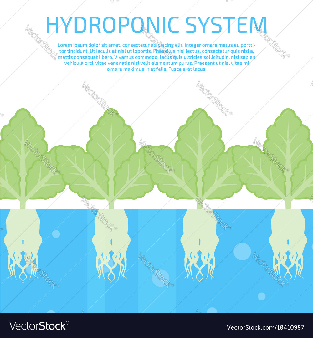 Hydroponic system concept Royalty Free Vector Image