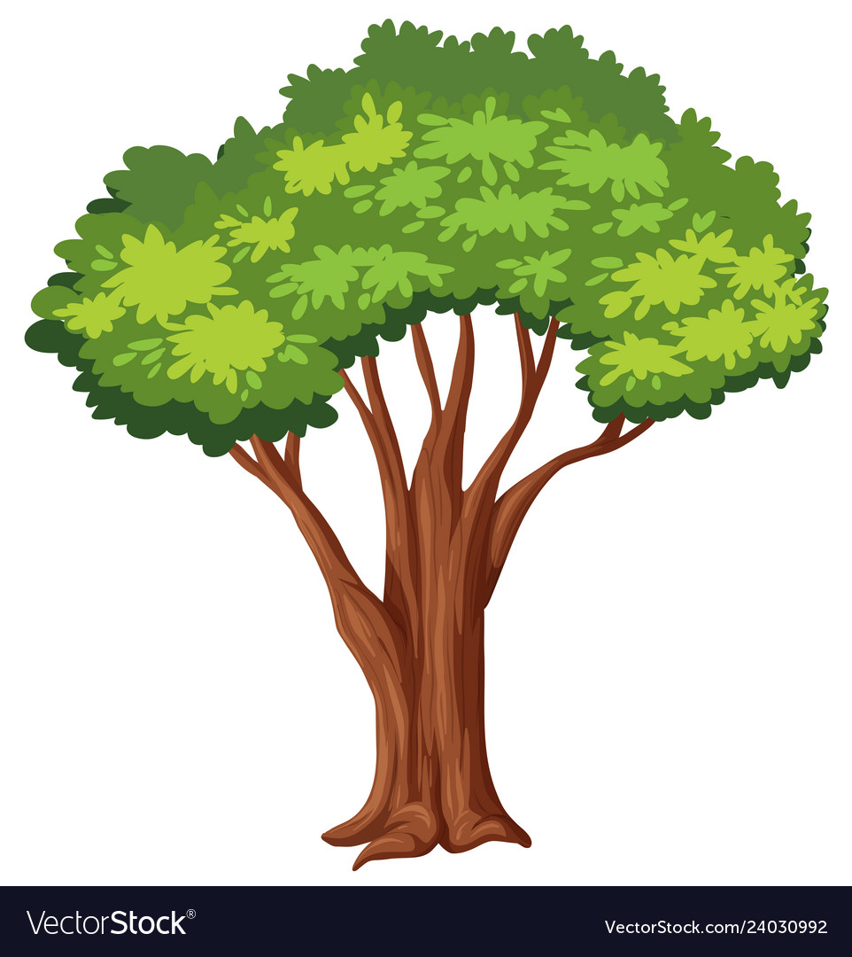 Isolated tree white background Royalty Free Vector Image