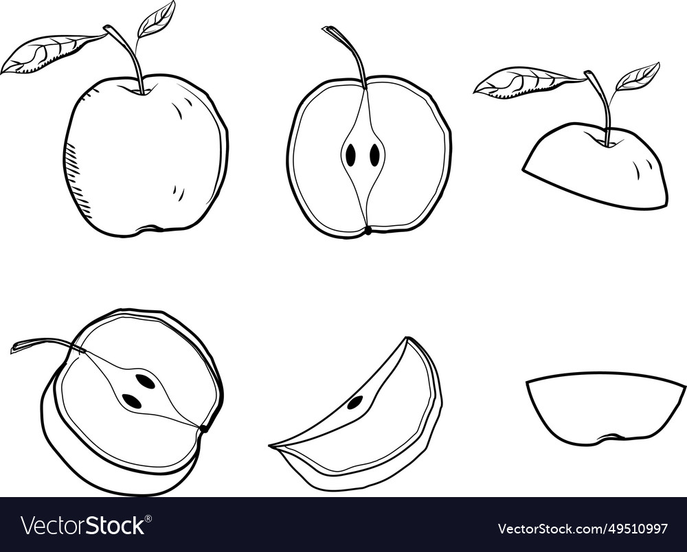 Apple linear segments Royalty Free Vector Image