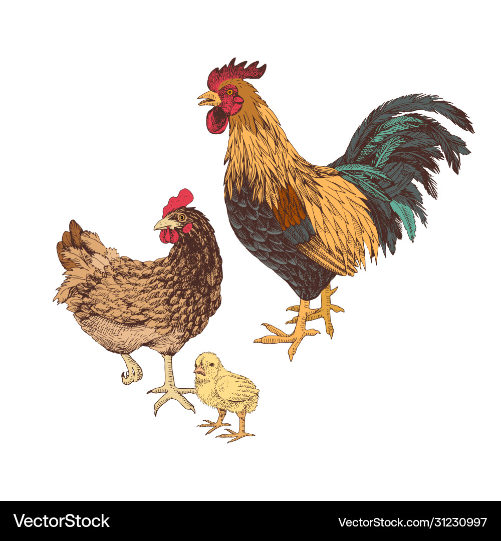 Hand drawn rooster hen and chicken Royalty Free Vector Image