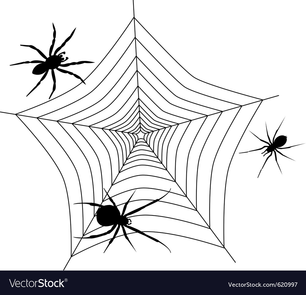 Spider web Royalty Free Vector Image - VectorStock