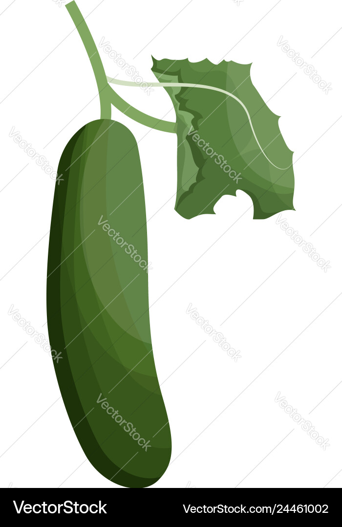 Green cucumber with leaf of vegetables Royalty Free Vector