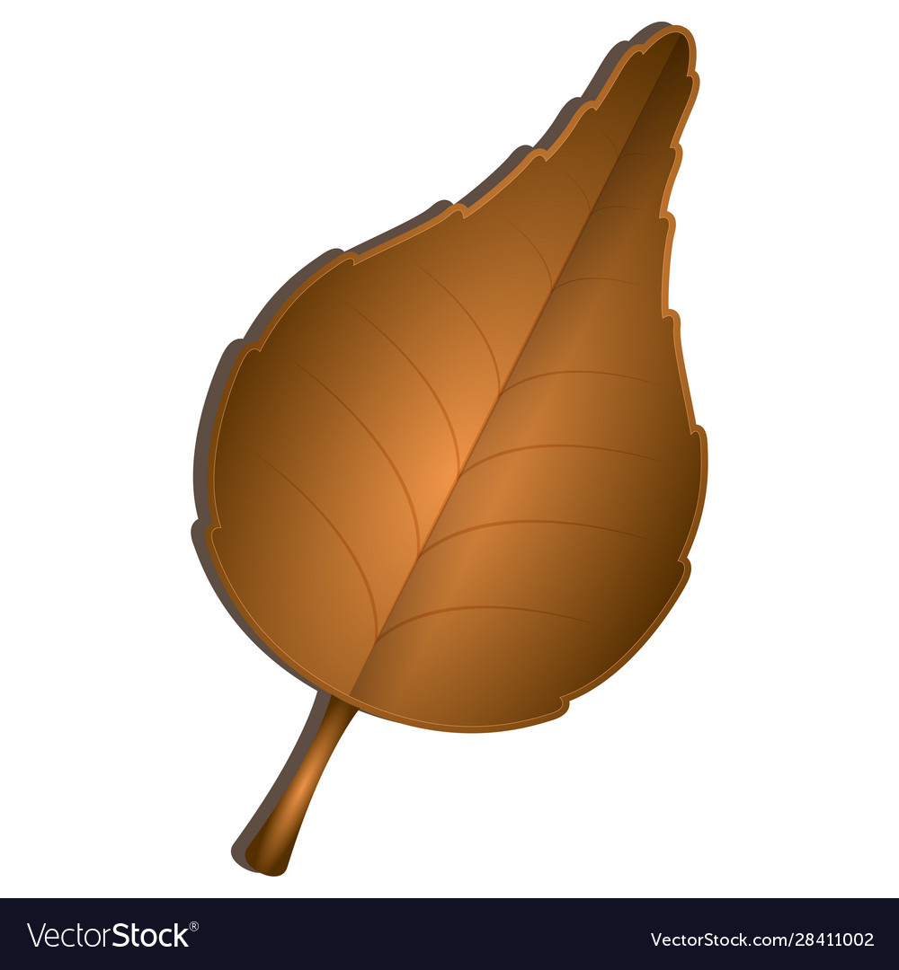 Isolated autumn leaf Royalty Free Vector Image
