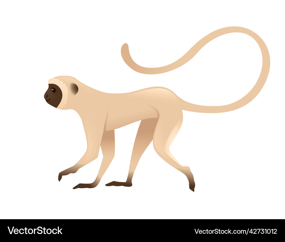 Cute vervet monkey beige with brown face Vector Image