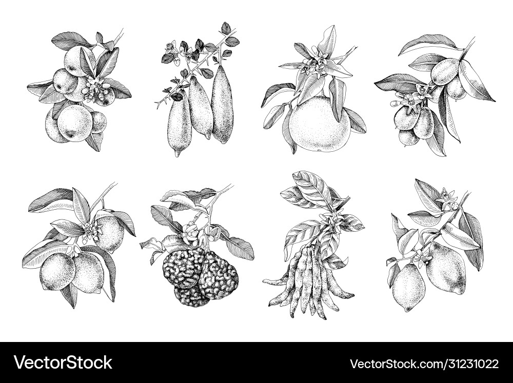 Hand drawn citrus fruits branches Royalty Free Vector Image