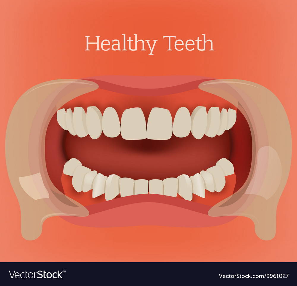 Healthy teeth image Royalty Free Vector Image - VectorStock