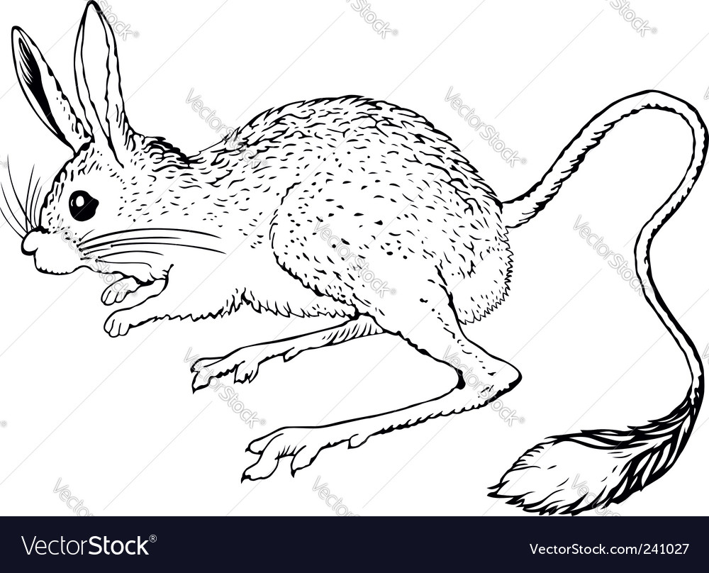 Jerboa Royalty Free Vector Image - VectorStock