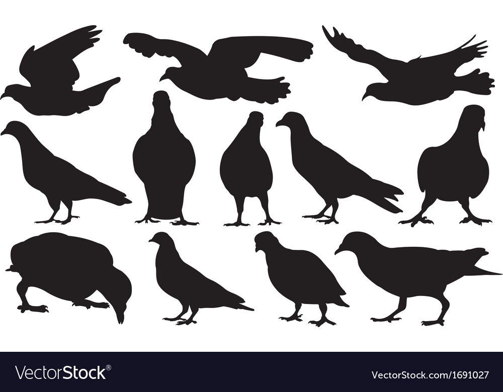 Pigeons Royalty Free Vector Image - VectorStock