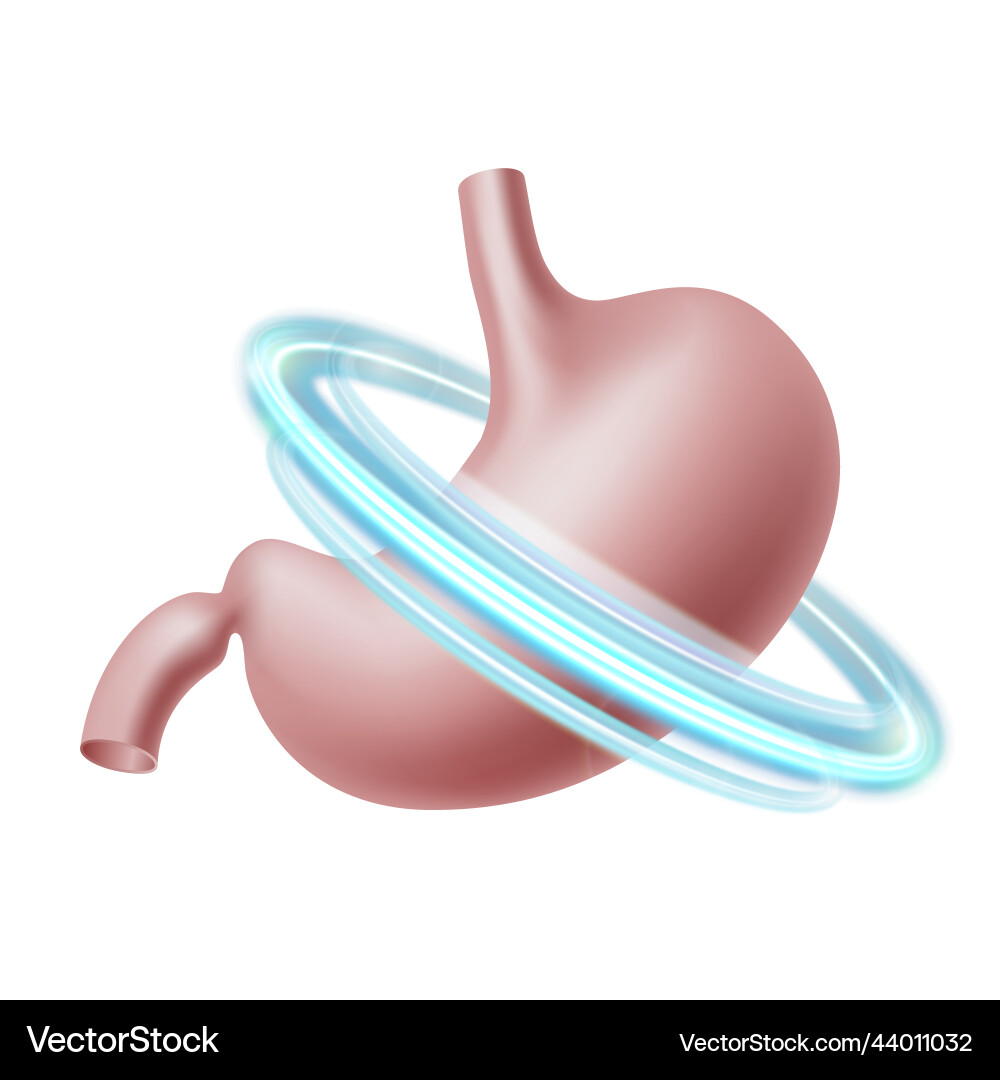 Healthy human stomach in blue protective circle Vector Image