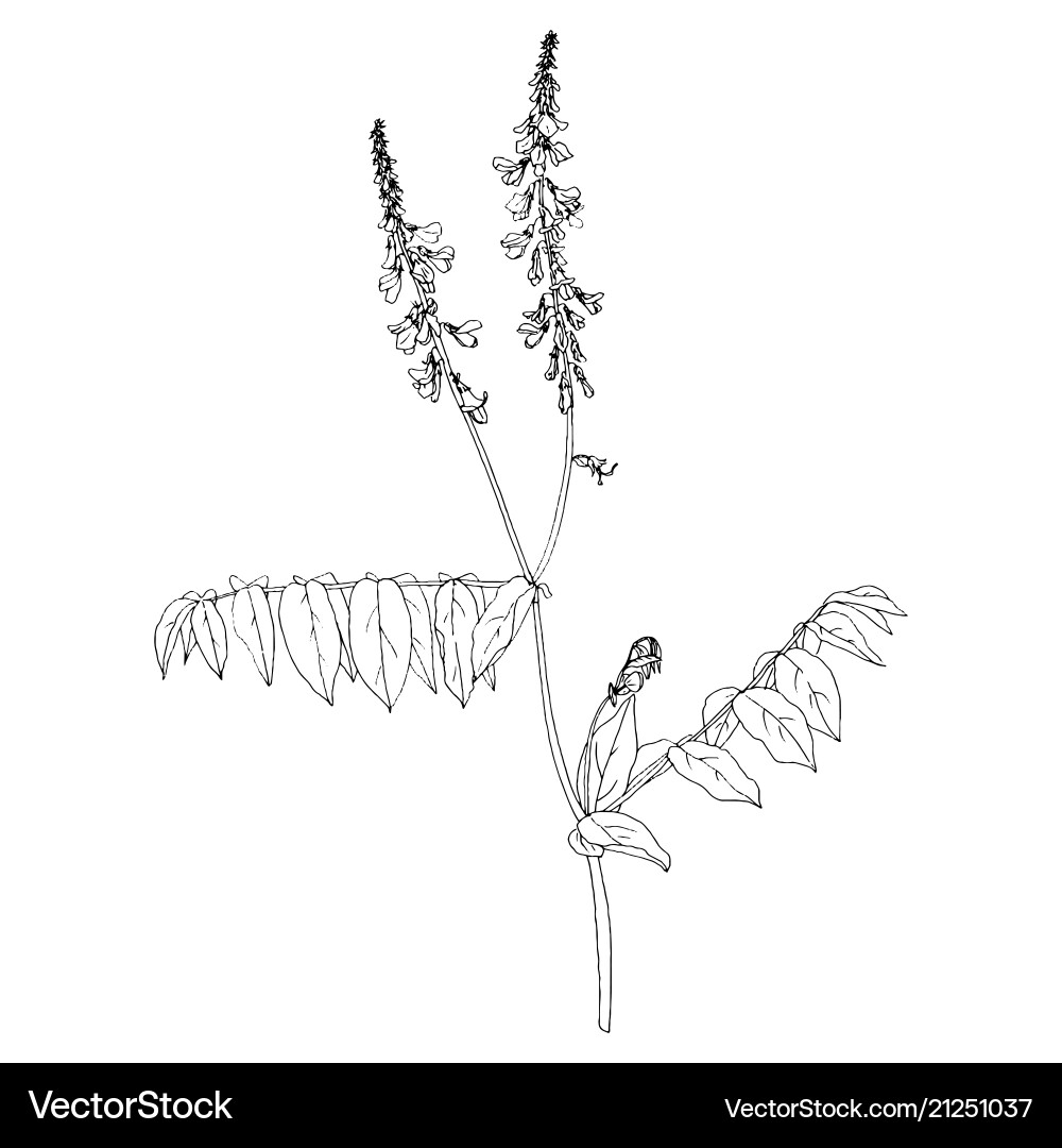 Ink drawing plant with flowers Royalty Free Vector Image